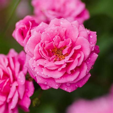 Rose Super Excelsa Over 25 Barrodsroser Køb Her