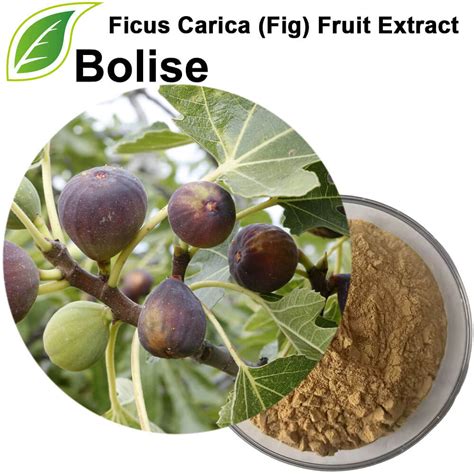 Buy Ficus Carica Fig Fruit Extract Pricefor Sale From Bolise