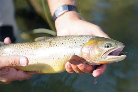 Cutbow Vs Rainbow Vs Cutthroat Trout Whats The Difference