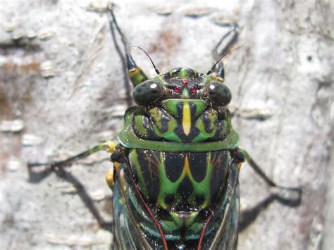 Love Songs Of Summer 5 Cool Cicada Facts Predator Free Nz Trust
