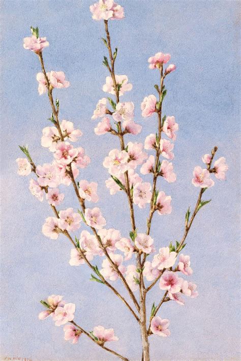 Peach Blossoms Artwork Printable And Downloadable Mangohoo Blossoms