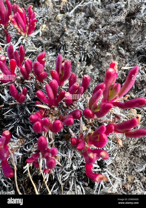 Spiny Fameflower Phemeranthus Spinescens Plantae Grant County Wa