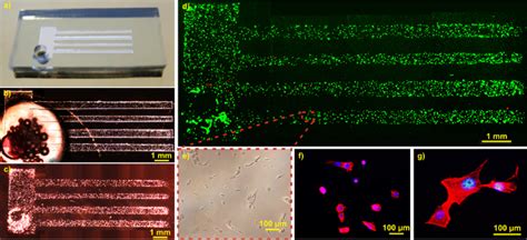 A Versatile Method Of Patterning Proteins And Cells Protocol
