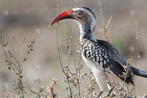 南非克鲁格国家公园的非洲鸟