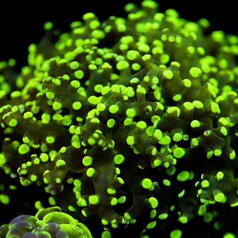 Jc The Slime King Octo Jersey Corals