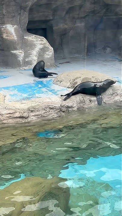 귀여운 물개 박수 Youtube