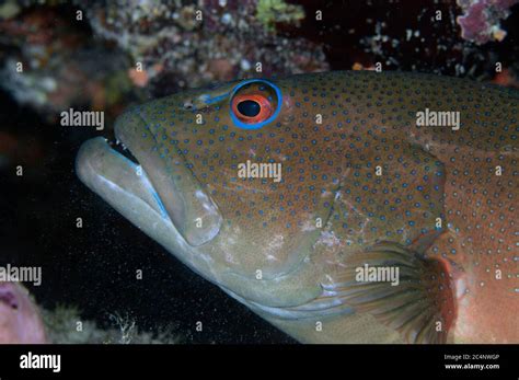 Leopard Coral Grouper Plectropomus Leopardus Heron Island Great Barrier Reef Australia Stock