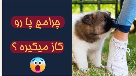 علت گاز گرفتن مچ پا چرا سگ یهویی گاز میگیره ؟ Youtube
