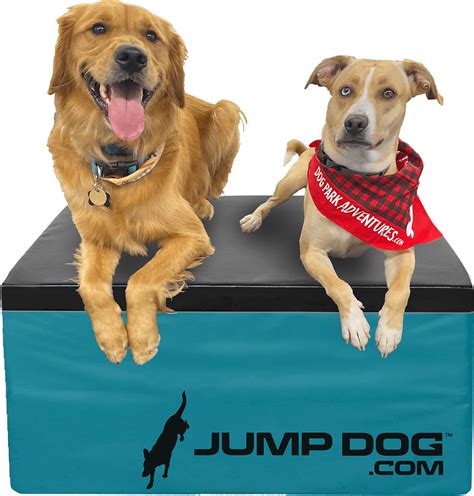 Dog Agility Equipment Agility Equipment Dogs Dog Water Fountains