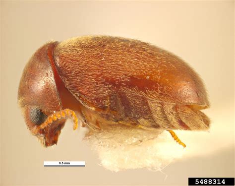 Cigar Beetles