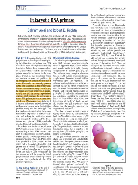 Polymerase Alpha Pdf Dna Replication Primer Molecular Biology
