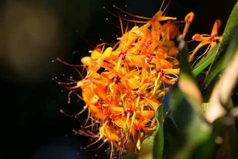 190 Asuke Foto Foto Stok Potret And Gambar Bebas Royalti Istock