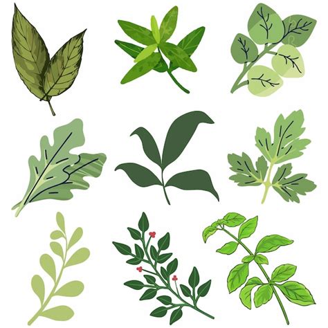 Premium Vector Herb Illustration