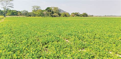 မြေပဲစတင်နုတ်ချိန် အထွက်နှုန်းကောင်းပြီး ဈေးကောင်းရရှိနေ Myawady