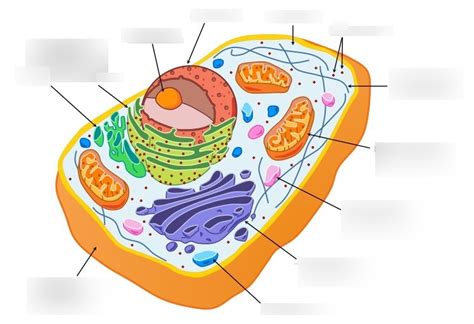 Cell Part 1 Diagram Quizlet