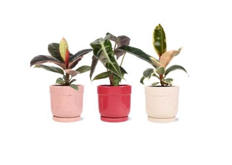 Foliage In Ceramic Pot 25 In Qfc