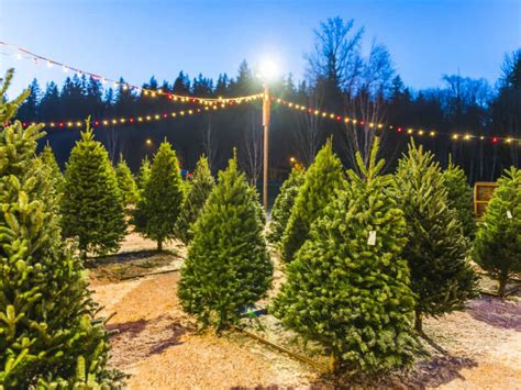 Twinkling Christmas Lights At The Tree Farm Wallpaper Background Free