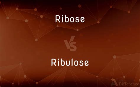 Ribose Vs Ribulose — Whats The Difference
