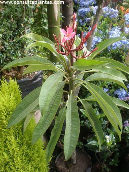 Planta De Plumeria