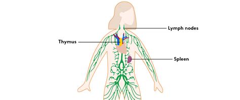 Lymphatic System The Mcat Webinar