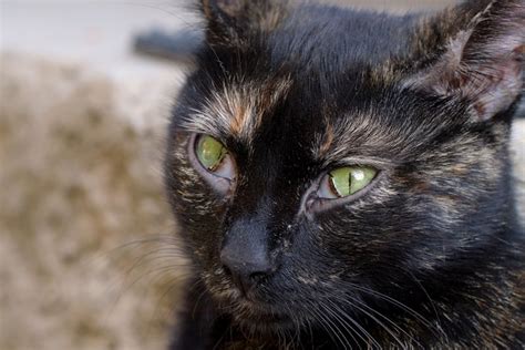 How Many Eyelids Do Cats Have Vet Reviewed Facts And Faq With