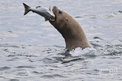 Sea Lion Eating