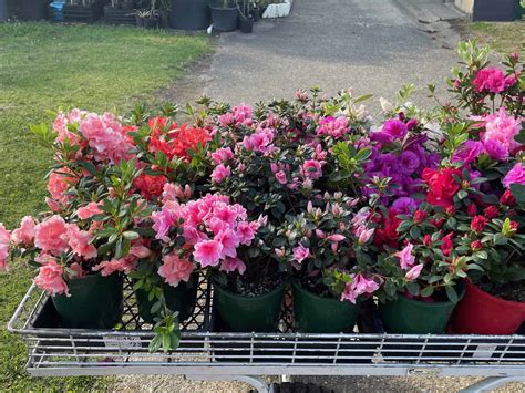 Gallery Moores Nursery