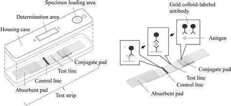 Structure And Principle Of The Immunochromatographic Antigen Kit