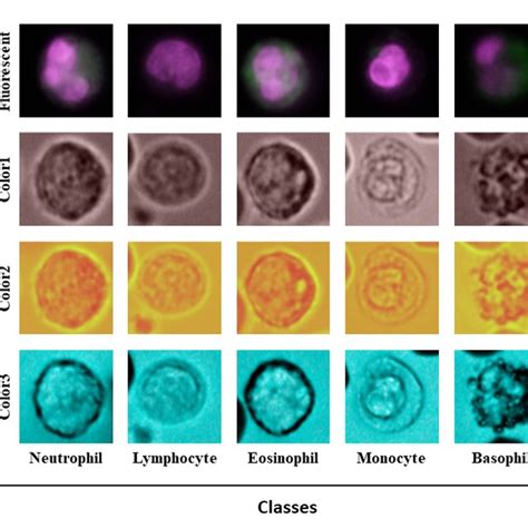 Samples Of The Fifteen Different Types Of Wbc Presented In The Primary