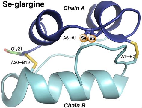 Se Glargine Chemical Synthesis Of A Basal Insulin Analogue Stabilized