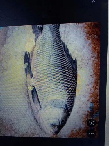 Fresh Fish In Hyderabad Latest Price And Mandi Rates From Dealers In