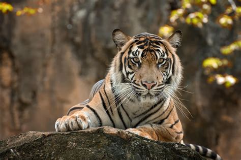 5000 Free Tigers And Nature Images Pixabay