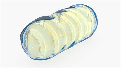 Modelo 3d Célula Mitocondrial Turbosquid 2222190