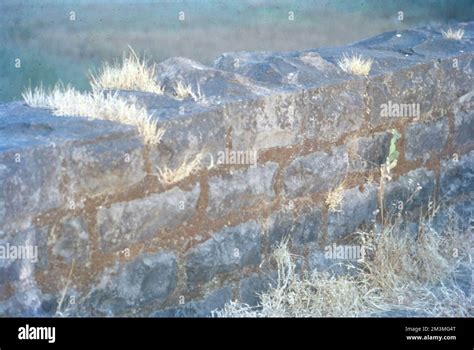 Algae Is An Informal Term For A Large And Diverse Group Of