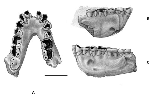 Ouranopithecus Macedoniensis Late Vallesian Mn 10 Macedonia