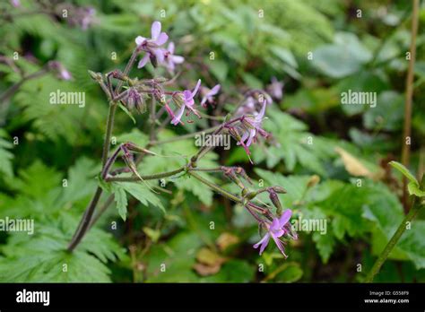 Canary Island Cranesbill Giant Geranium Geranium Canariense A