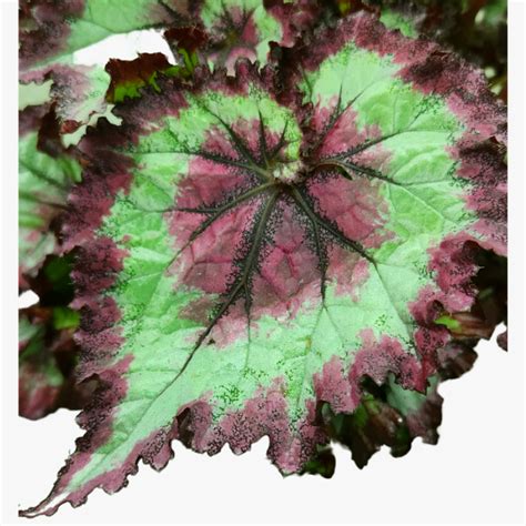 Rex Begonia Bewitched Night Owl Exotic Plant Halaplantsae