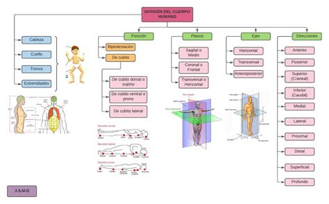 División Del Cuerpo Humano Juliette Mero D Udocz
