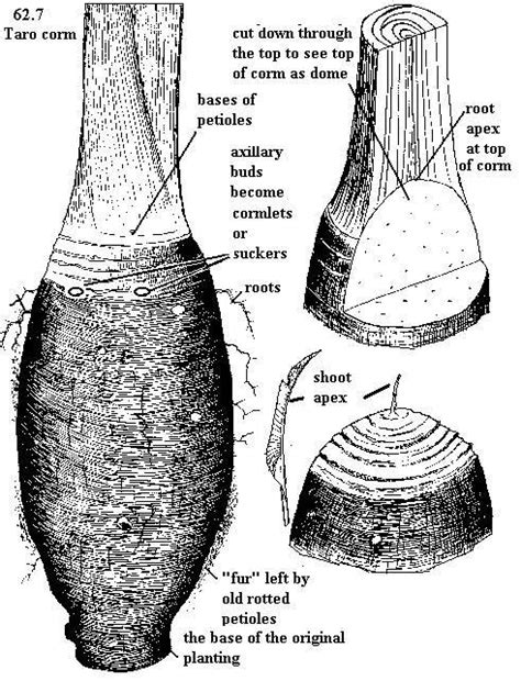 External Structure Of A Eddo Science Plants Facebook