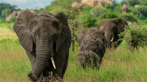 African Photograph By Raffi Maghdessian Fine Art America