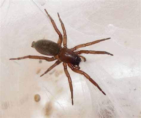 Ground Sac Spider Another Image Of One Of My Captive Spide… Flickr