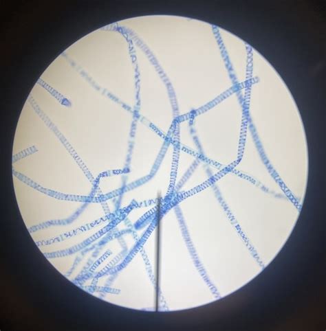 Microbiology Lab Practical Flashcards Quizlet