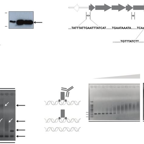 Histone Like Nucleoid Structuring Protein H Ns Binds To Several