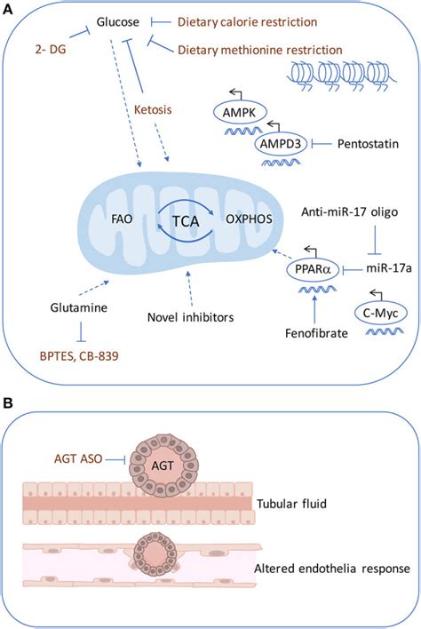 Metabolic Reprogramming And Reconstruction Integration Of Experimental And Computational