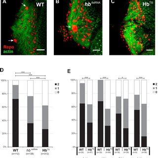 A A′ Gmr Gal4 Drives Expression Of Gfp Reporter Gmrgfp In The