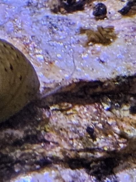 Is This A Parasite On My Snail Raquariums