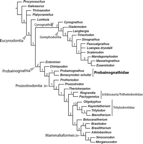 Phylogenetic Analysis Strict Consensus Tree L 450 Ci 47 Ri
