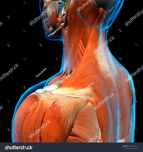 Anatomy Muscles Of The Neck And Shoulder Over 1 959 Royalty Free