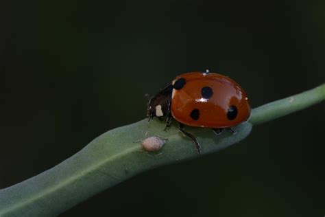Ladybug Seven Point Red Free Photo On Pixabay