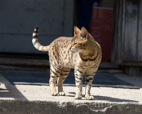 Hingeelu Kuidas Meie Kass Villy Juhatas Mu Meelerahu Saavutamise Teele